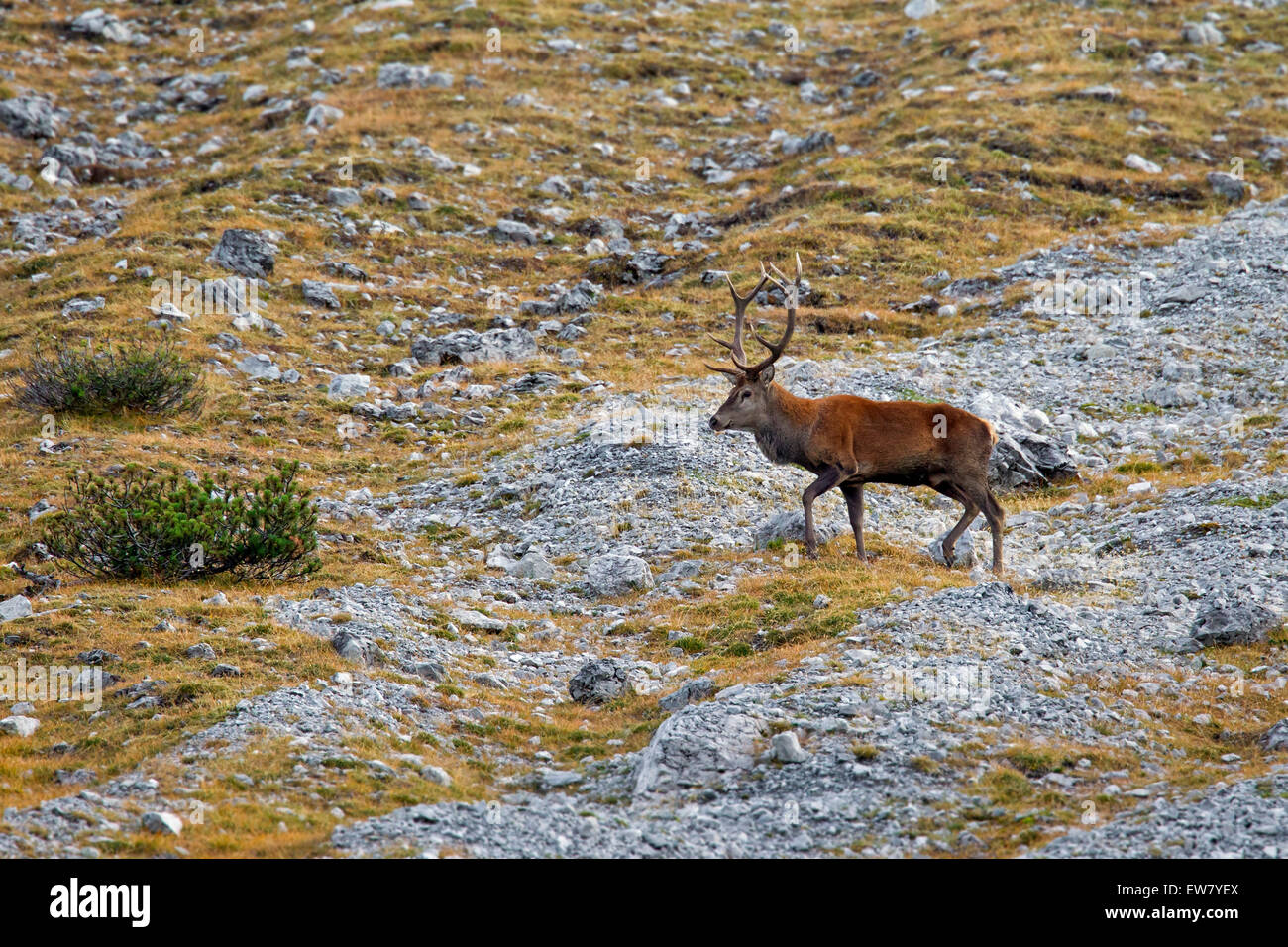 Deer mountain hi-res stock photography and images - Alamy