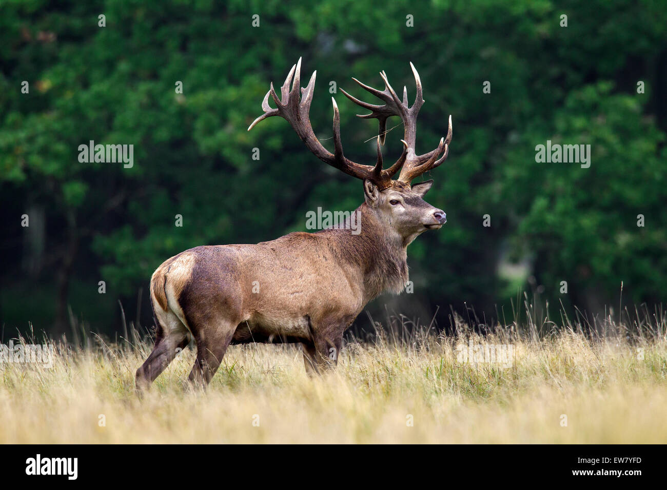 Red deer (Cervus elaphus) stag with huge antlers in grassland at forest ...