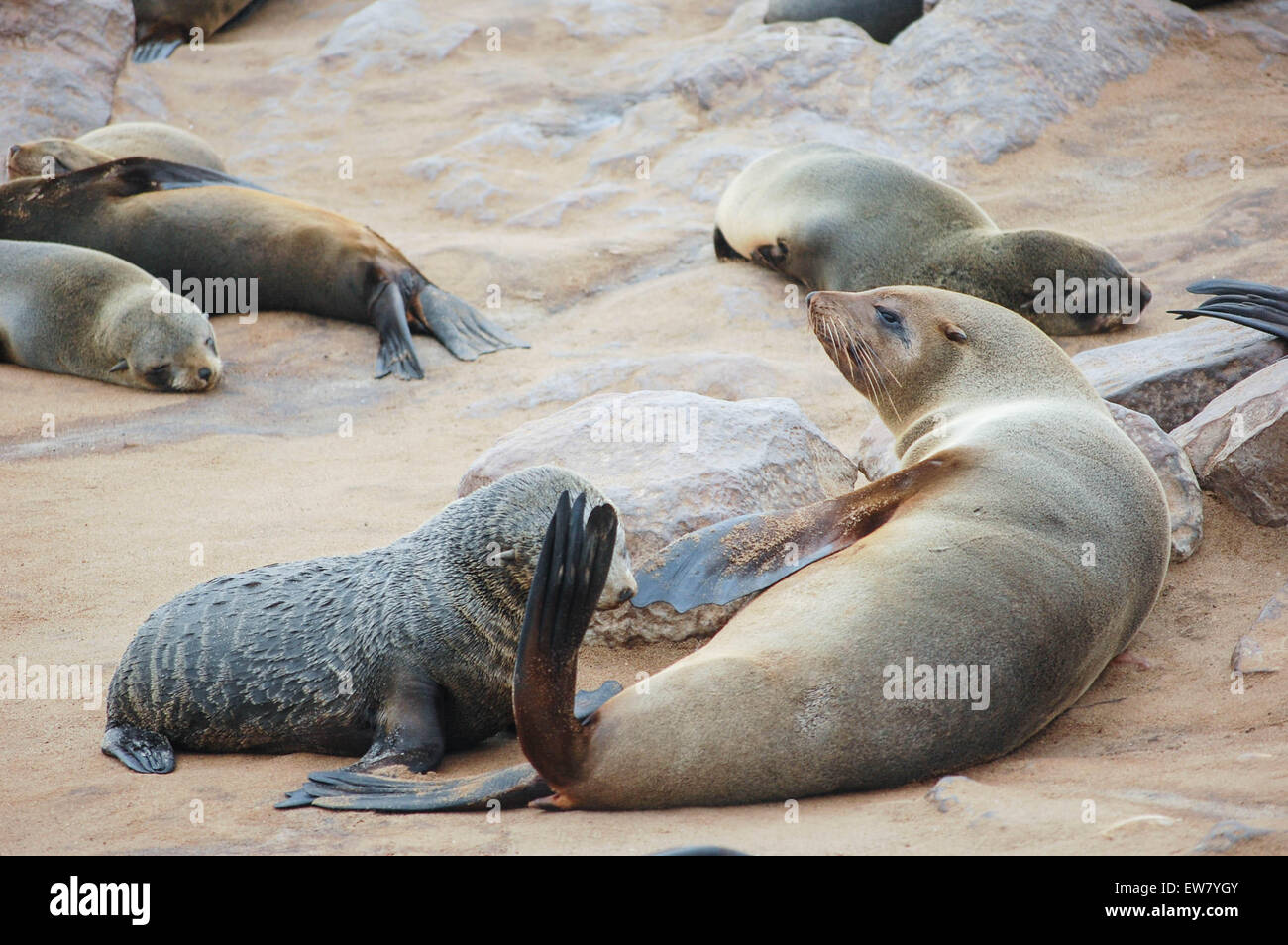 The family skeleton hi-res stock photography and images - Alamy