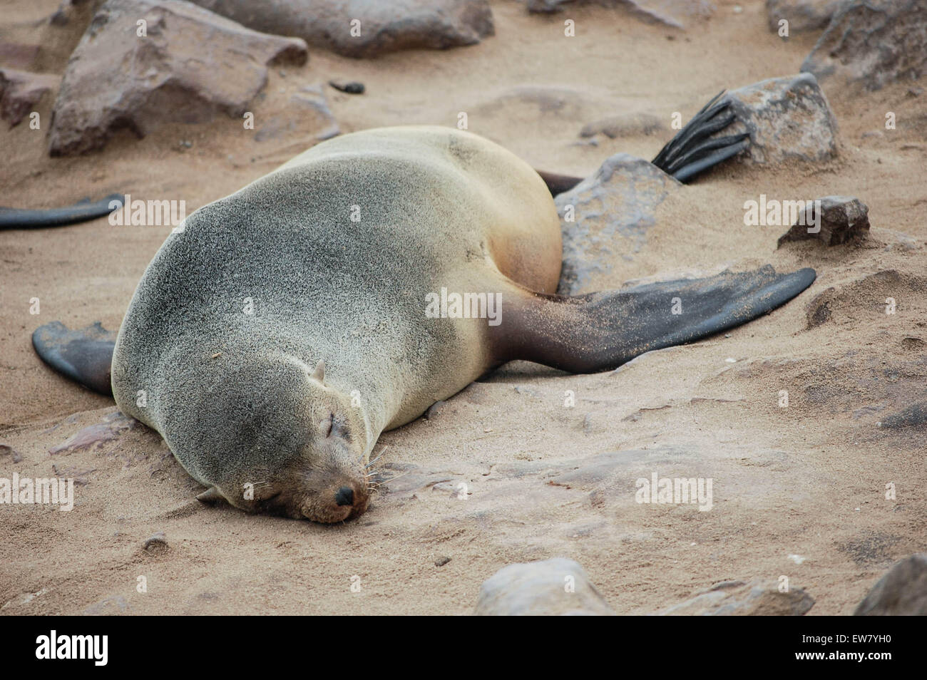 Sleeping seal, Skeleton Coast, Namibia Africa Stock Photo - Alamy