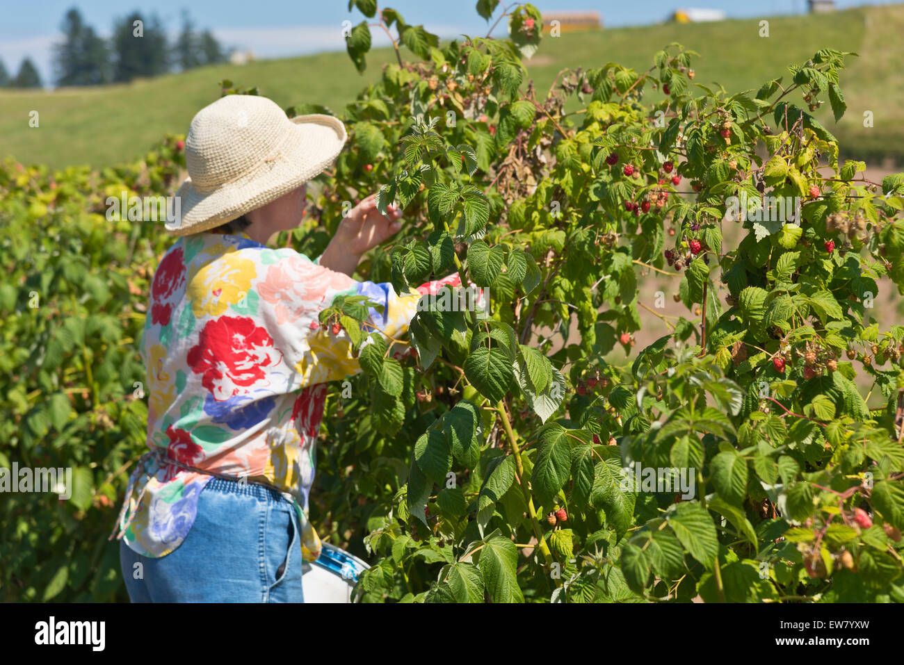 Raspberry picking at a rural farm in Oregon Stock Photo - Alamy