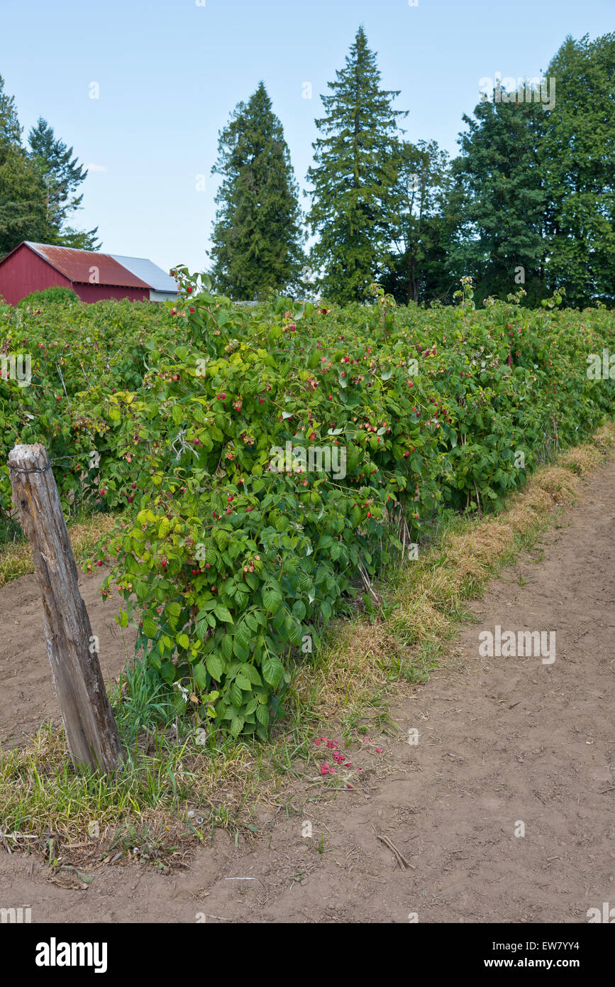 Raspberry plants in a field in rural Oregon Stock Photo - Alamy