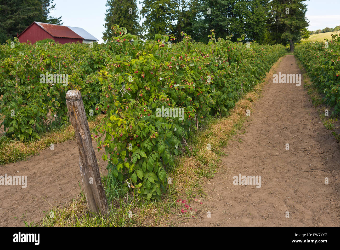 Raspberry field hi-res stock photography and images - Alamy