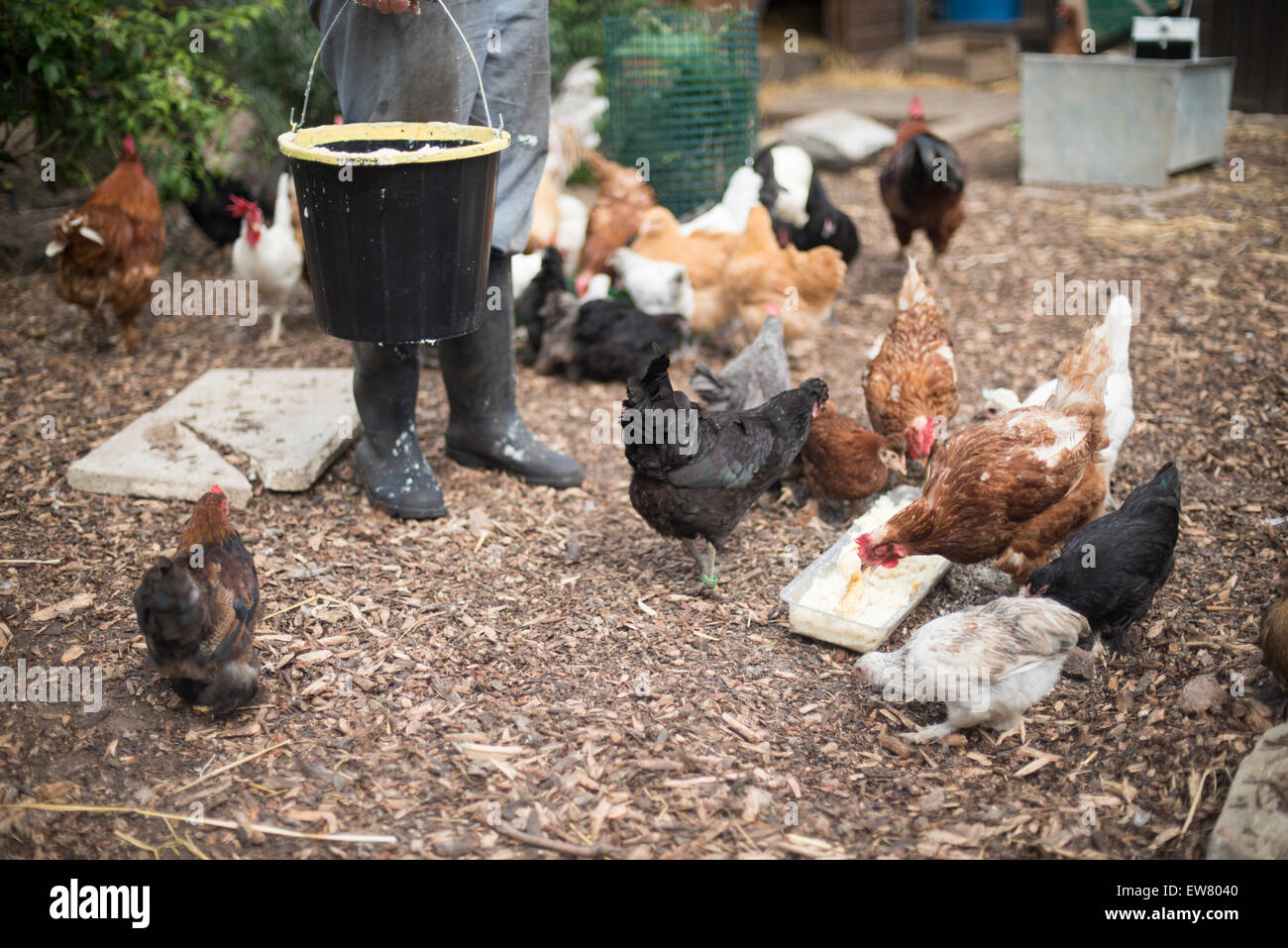Different breeds of chickens being fed by a farmer in an urban farm ...