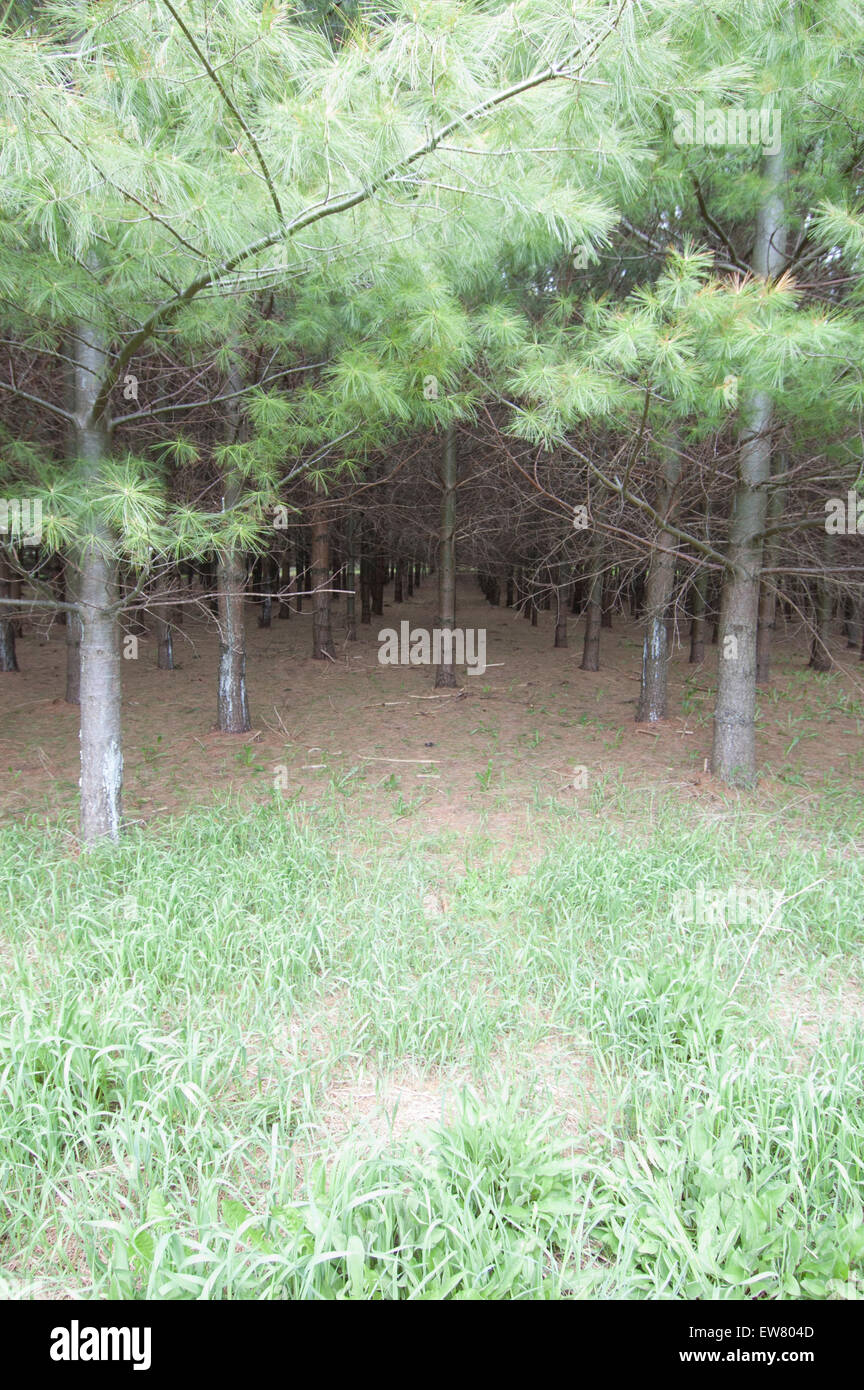 A symmetrical view of trees nearby Eugenia Stock Photo - Alamy