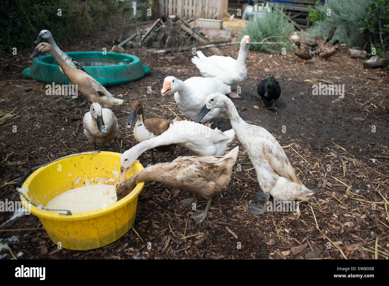 Group of ducks gathering round a yellow bucket full of food Stock Photo ...