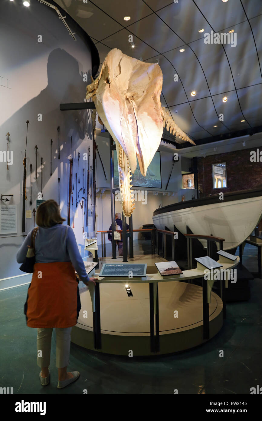 Sperm whale skeleton, tourist, Nantucket Whaling Museum, Nantucket ...