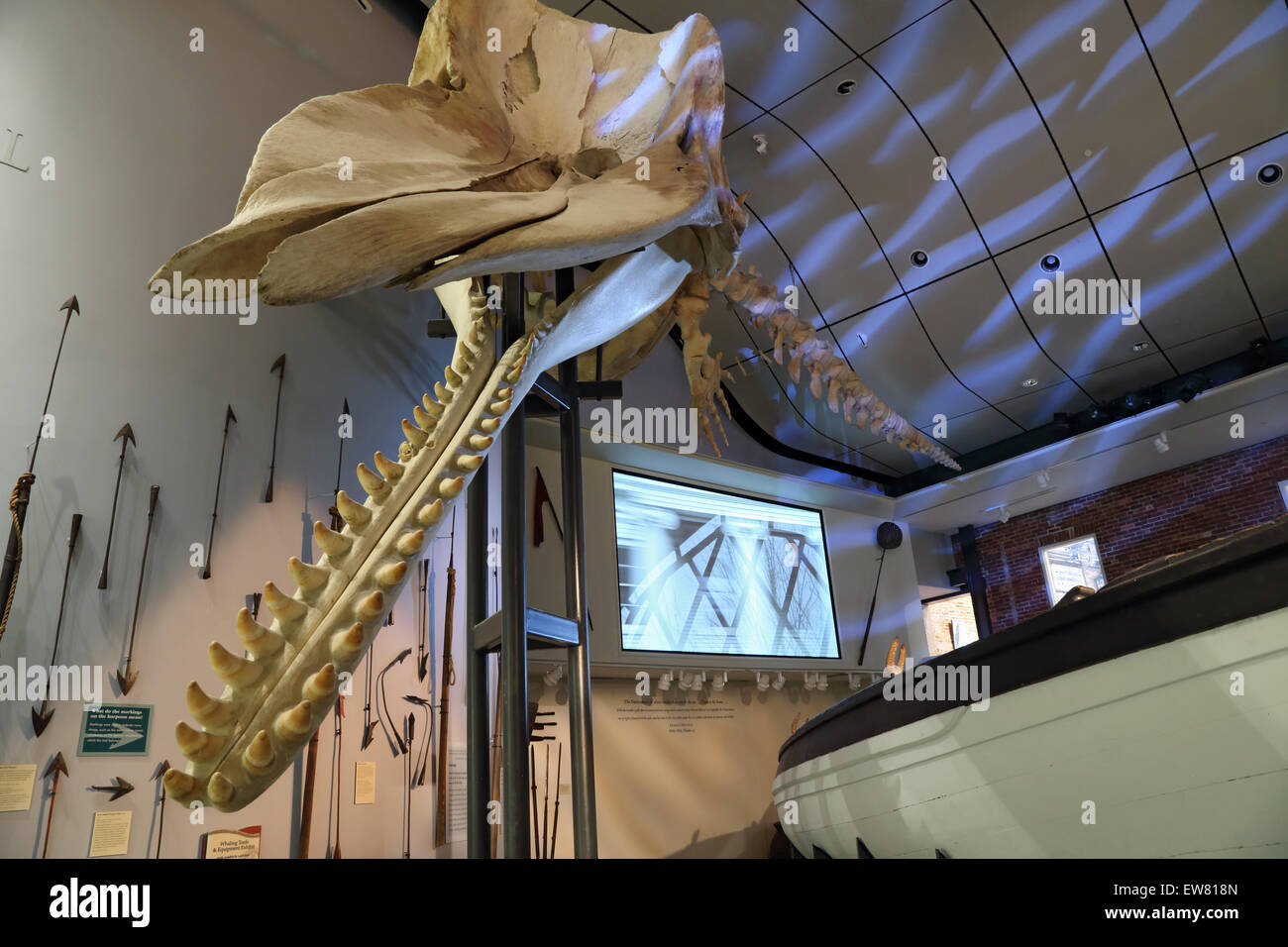Sperm whale skeleton, Nantucket Whaling Museum, Nantucket ...