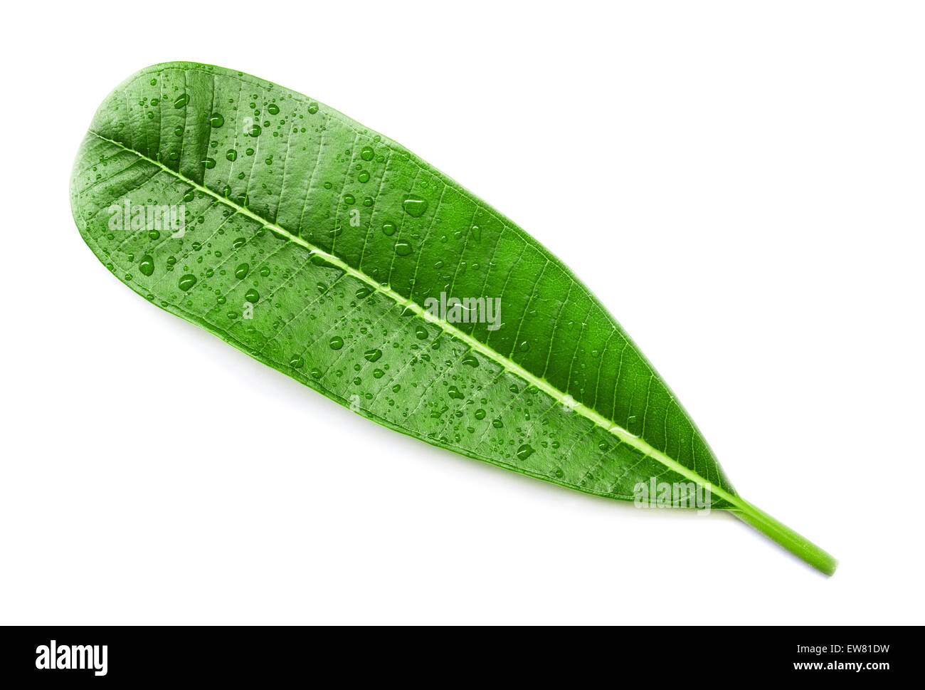 Green zone Cut Out Stock Images & Pictures - Alamy