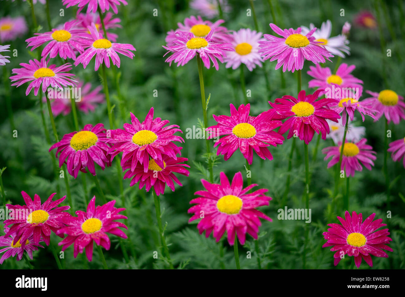 Many red and pink pyrethrum flowers Tanacetum coccineum Stock Photo - Alamy