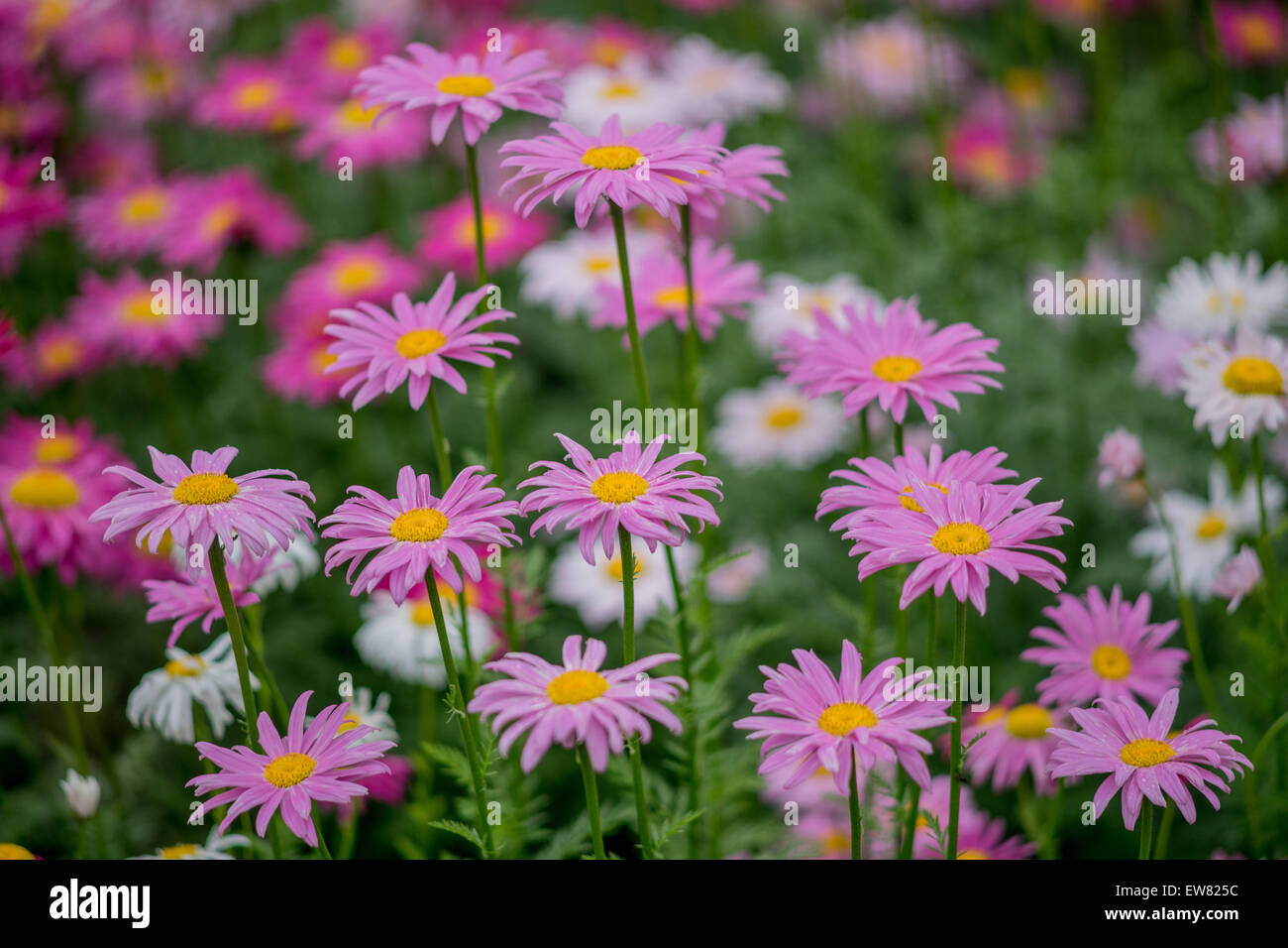 Many red and pink pyrethrum flowers Tanacetum coccineum Stock Photo - Alamy