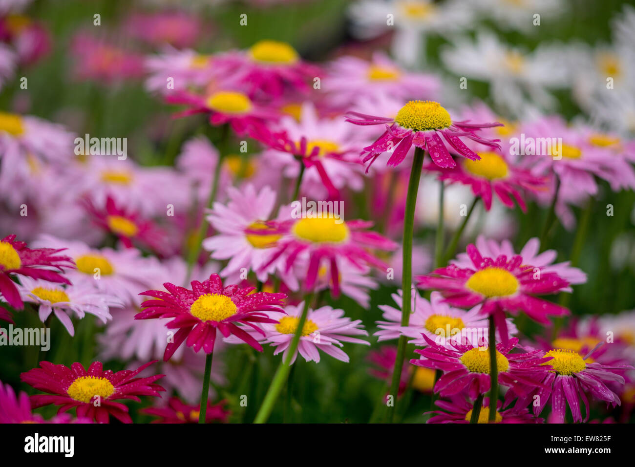Many red and pink pyrethrum flowers Tanacetum coccineum Stock Photo - Alamy