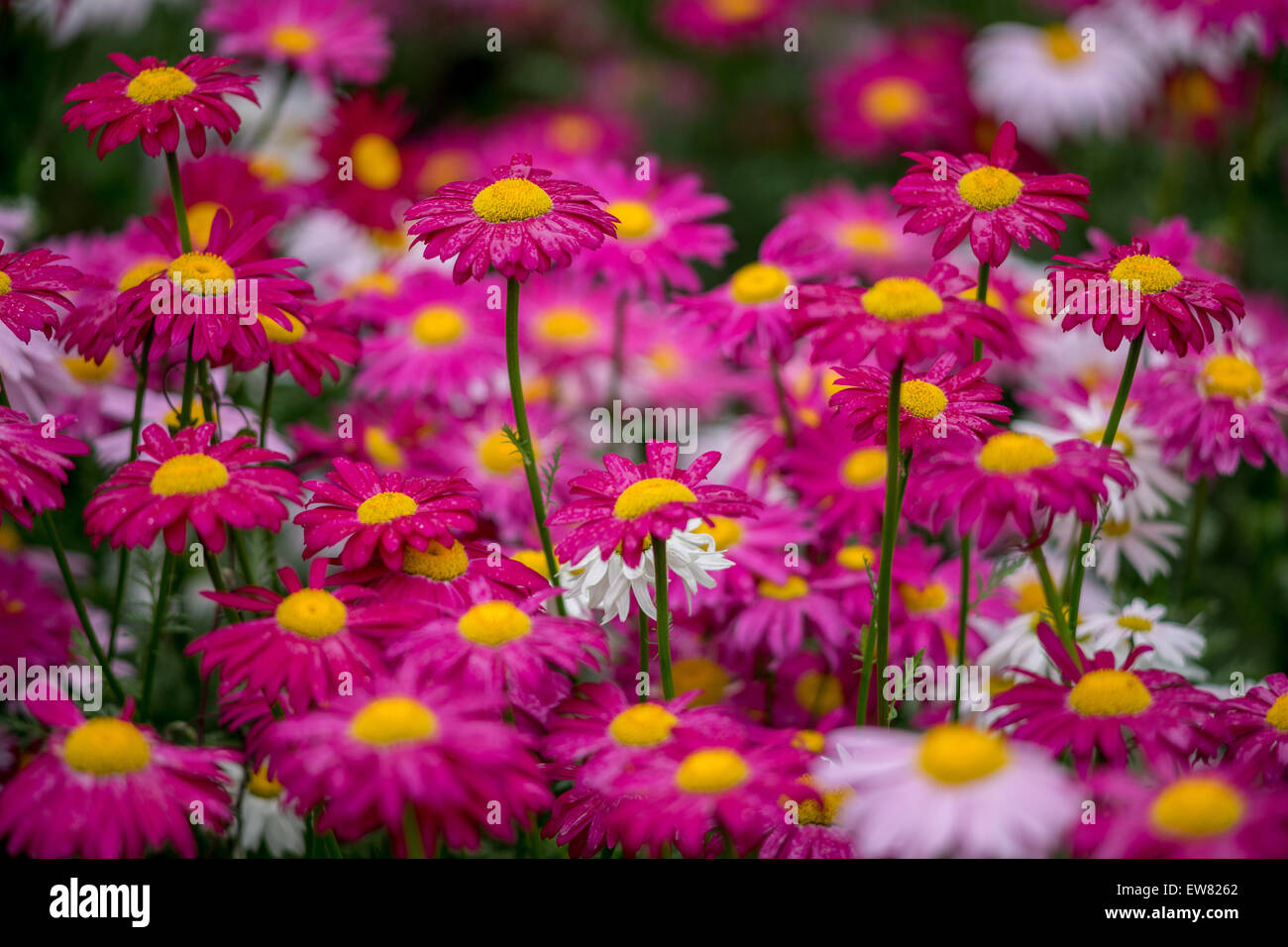 Many red and pink pyrethrum flowers Tanacetum coccineum Stock Photo - Alamy