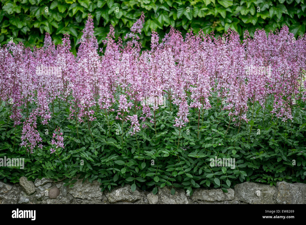 Dictamnus Albus Stock Photos & Dictamnus Albus Stock Images - Alamy
