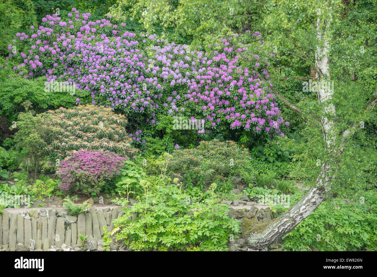 Blooming rhododendrons in the Botanical Gardens of Wroclaw Stock Photo ...