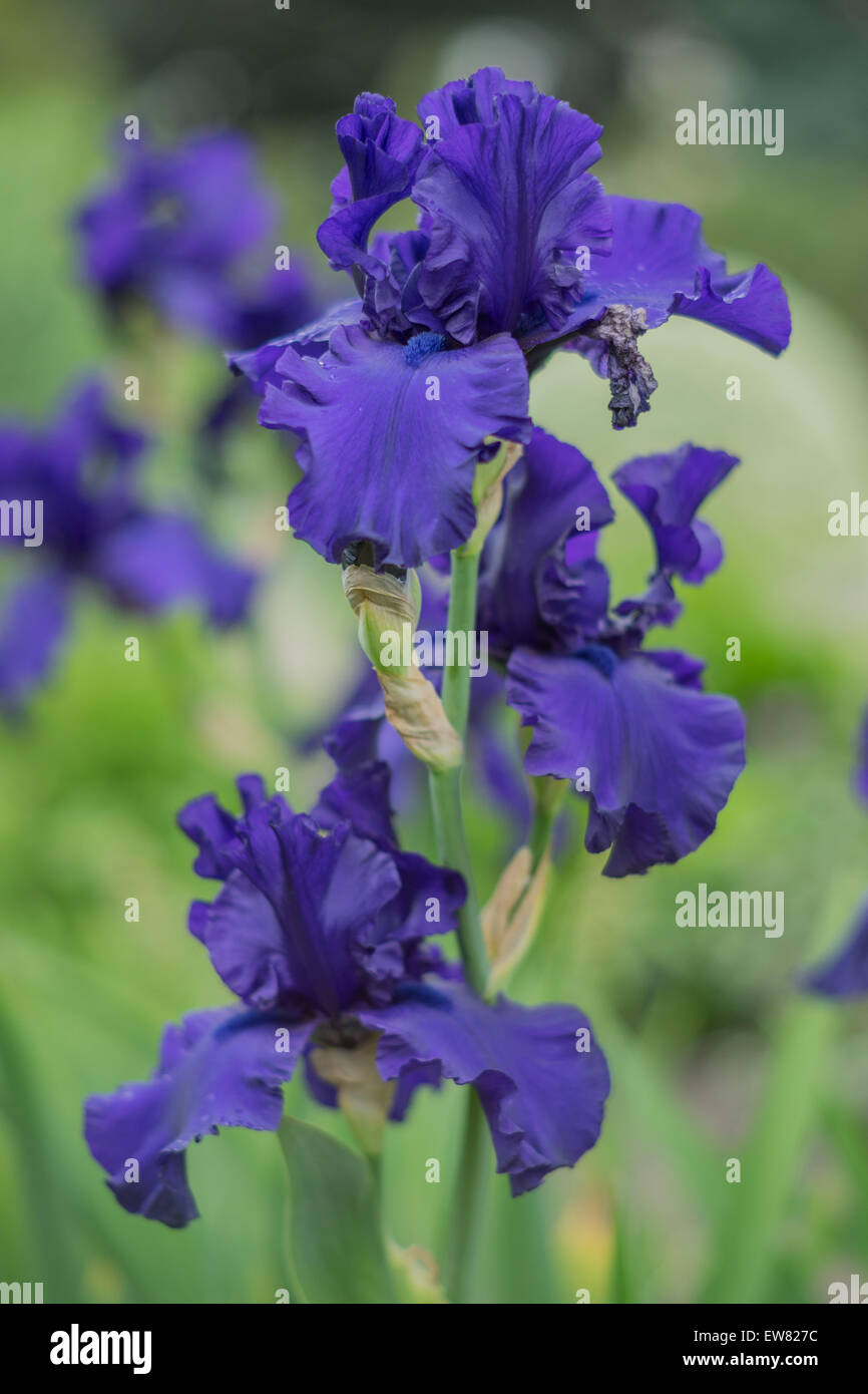 Dark iris hi-res stock photography and images - Alamy