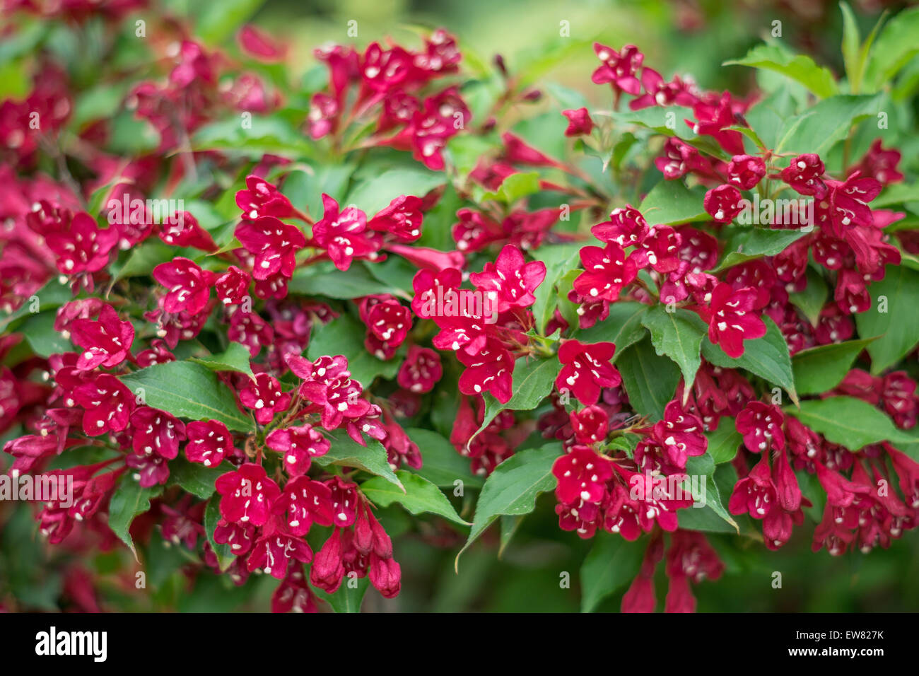 Weigela shrub red blossom close up Stock Photo - Alamy