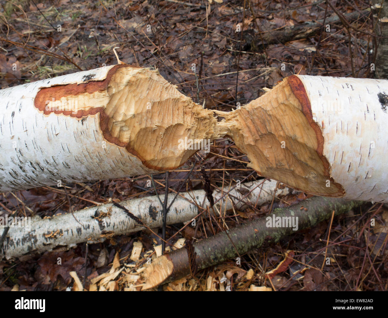 Beaver tree chew hi-res stock photography and images - Alamy