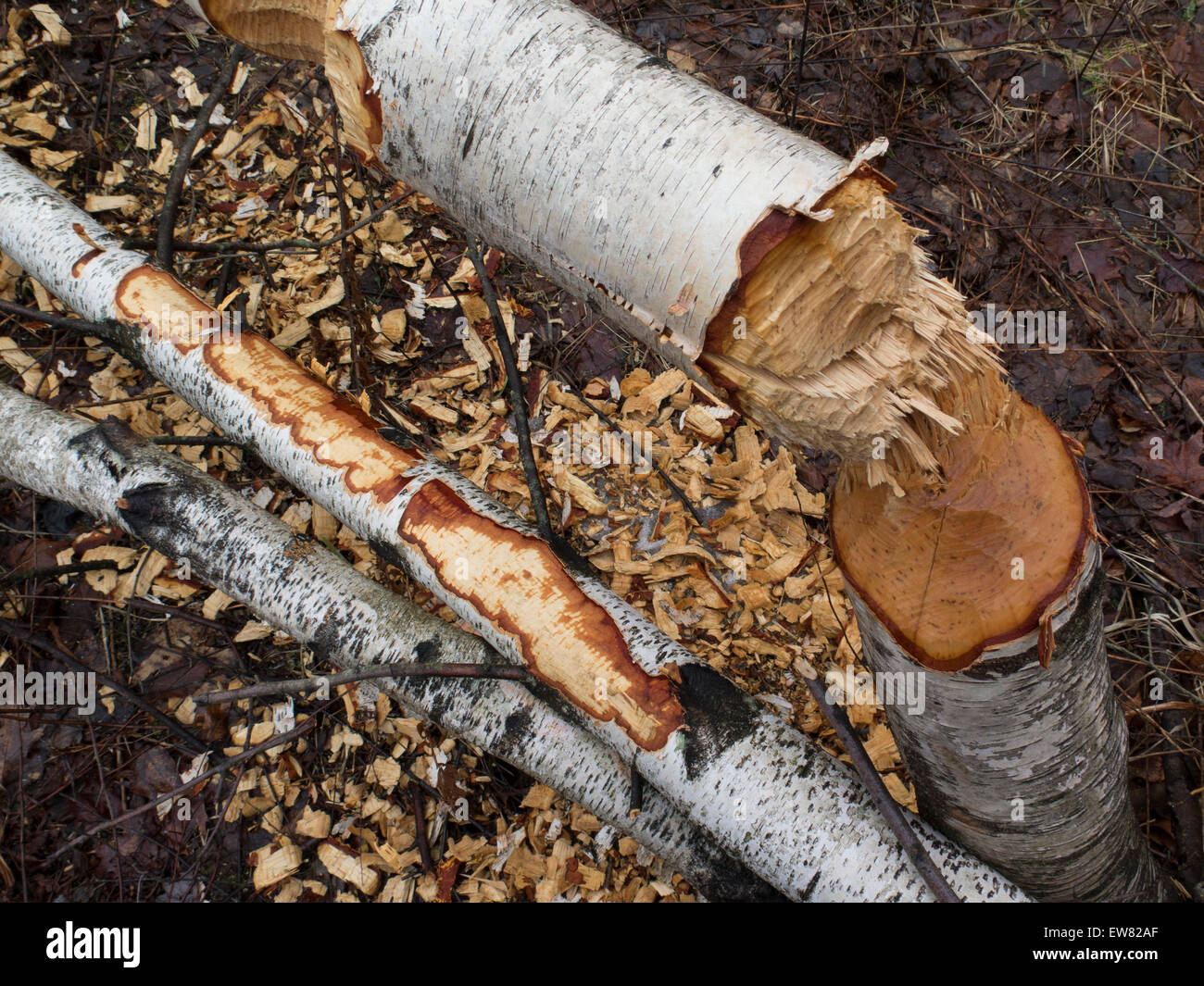 Beaver tree chew hi-res stock photography and images - Alamy