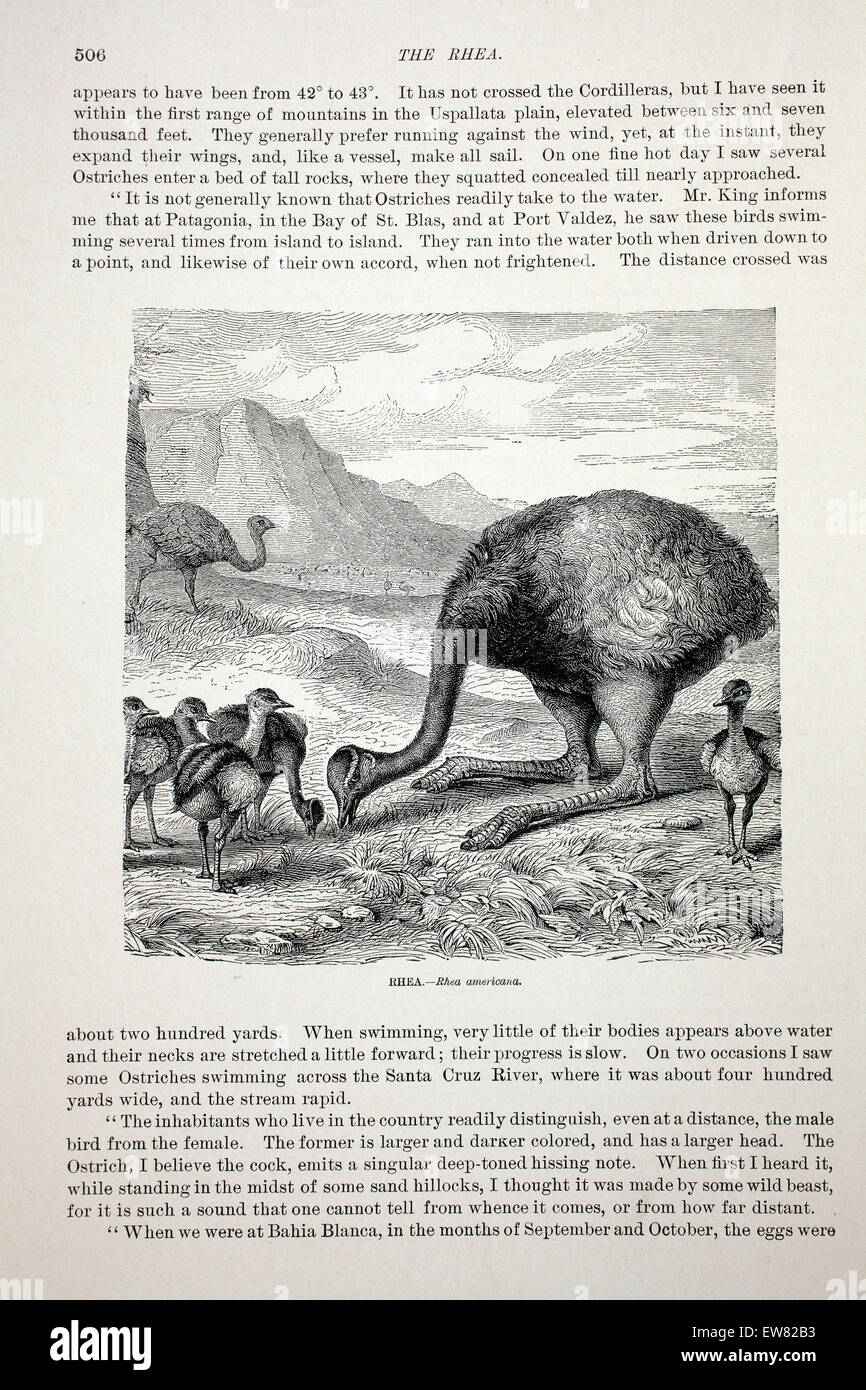 Vintage engraving from a copy of Animate Creation, subscription ...