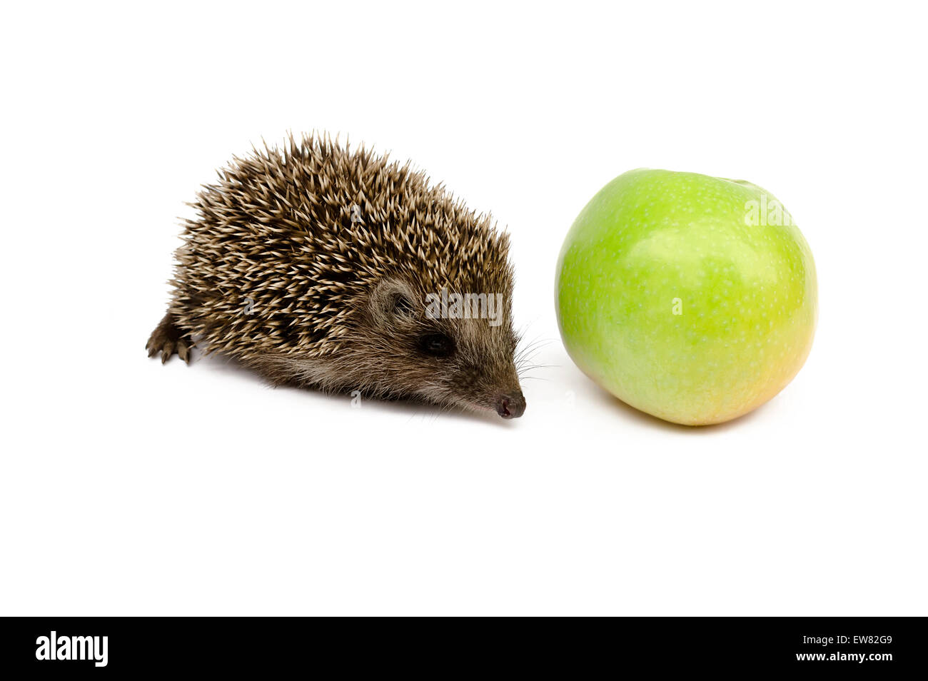 Closeup hedgehog Cut Out Stock Images & Pictures - Alamy