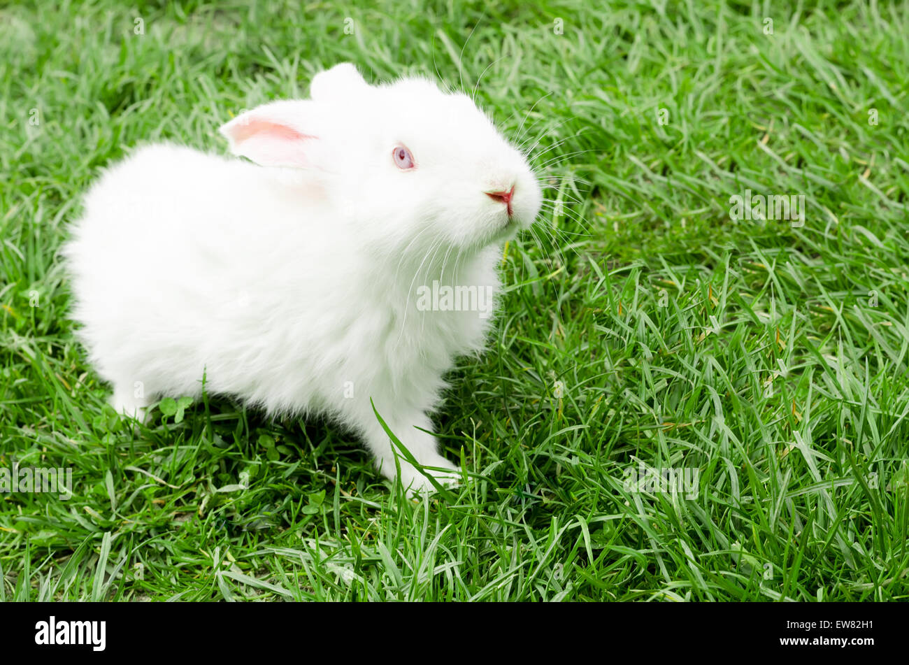 White rabbit eating grass green hi-res stock photography and images - Alamy