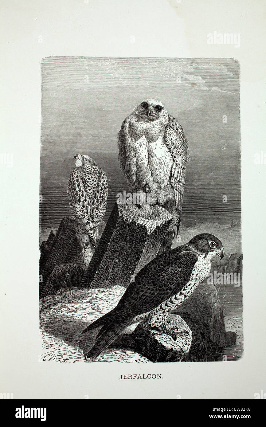 Vintage engraving from a copy of Animate Creation, subscription ...