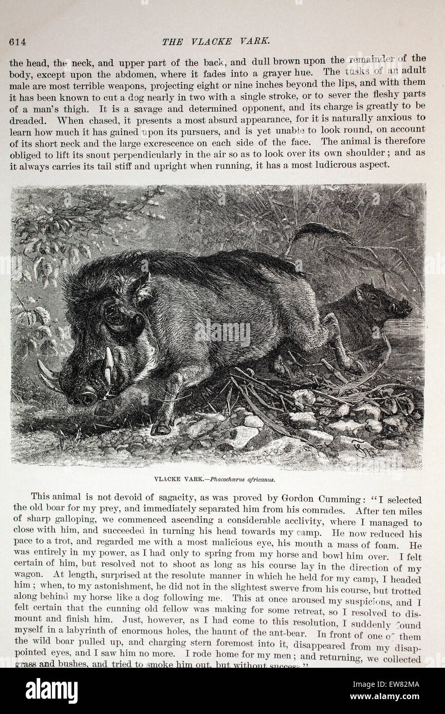 Vintage engraving from a copy of Animate Creation, subscription ...