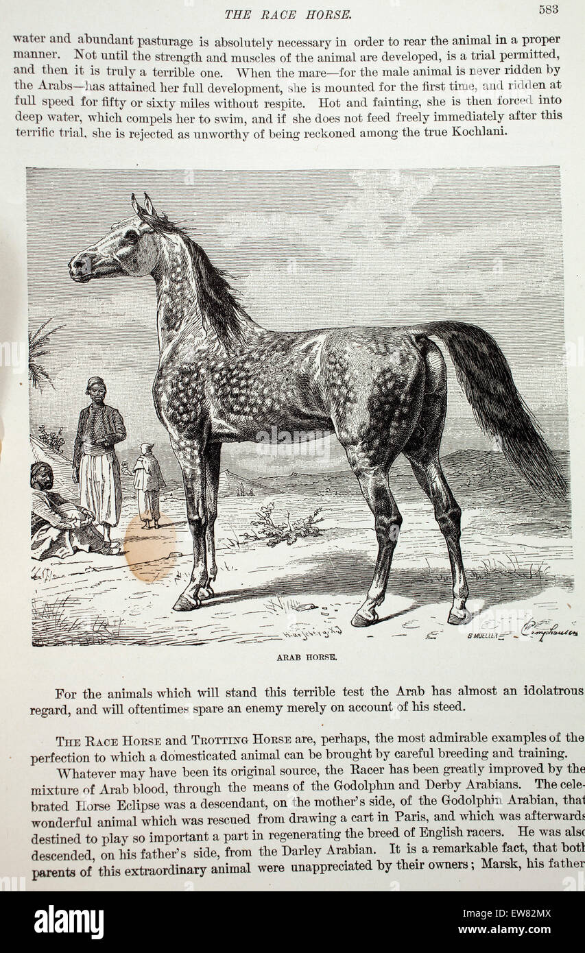 Vintage engraving from a copy of Animate Creation, subscription ...