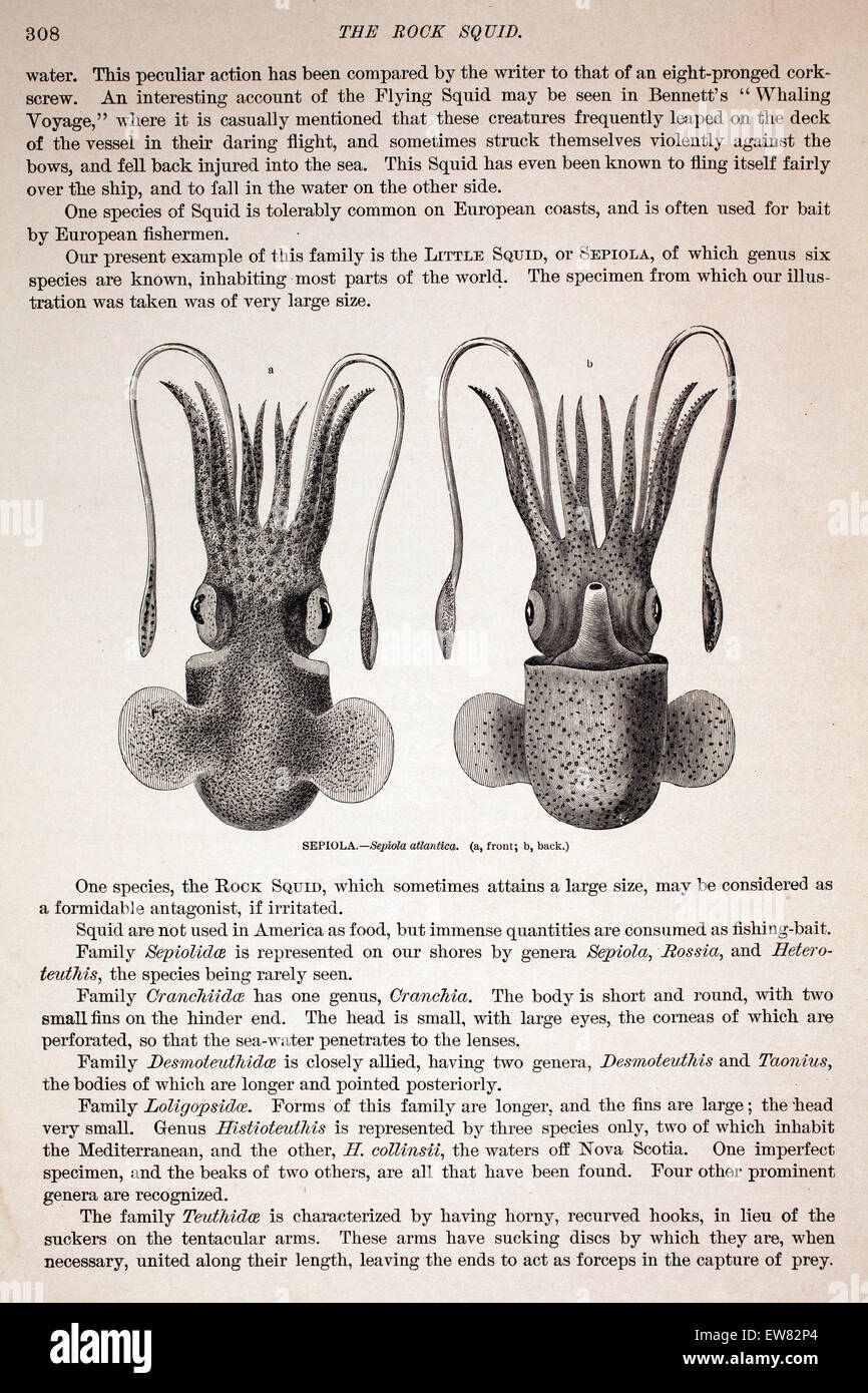 Squid drawing hi-res stock photography and images - Alamy