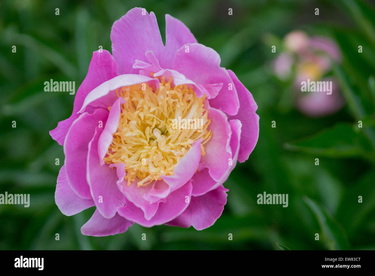 Pink peony flower close up Peonia Stock Photo - Alamy
