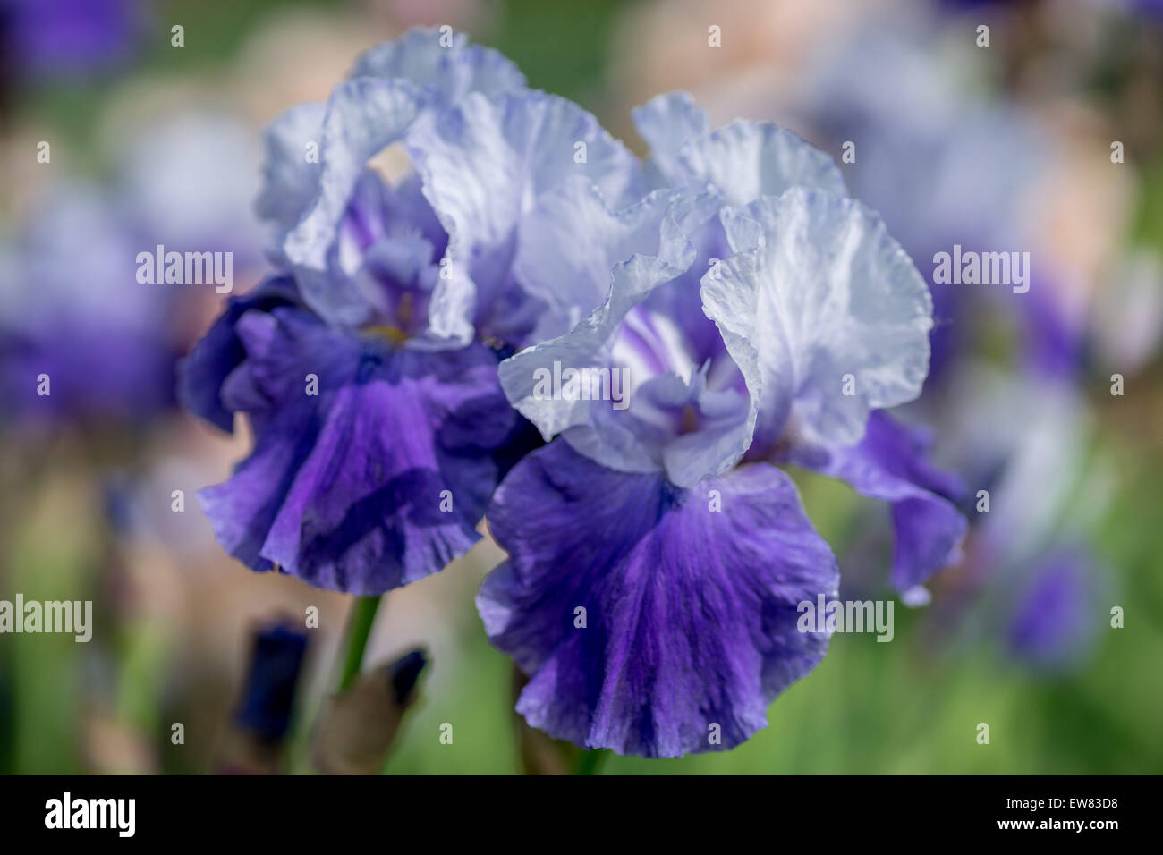 Bluish violet hi-res stock photography and images - Alamy
