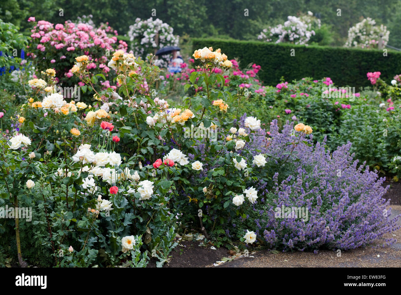 Flowerbed blooming with roses Stock Photo - Alamy