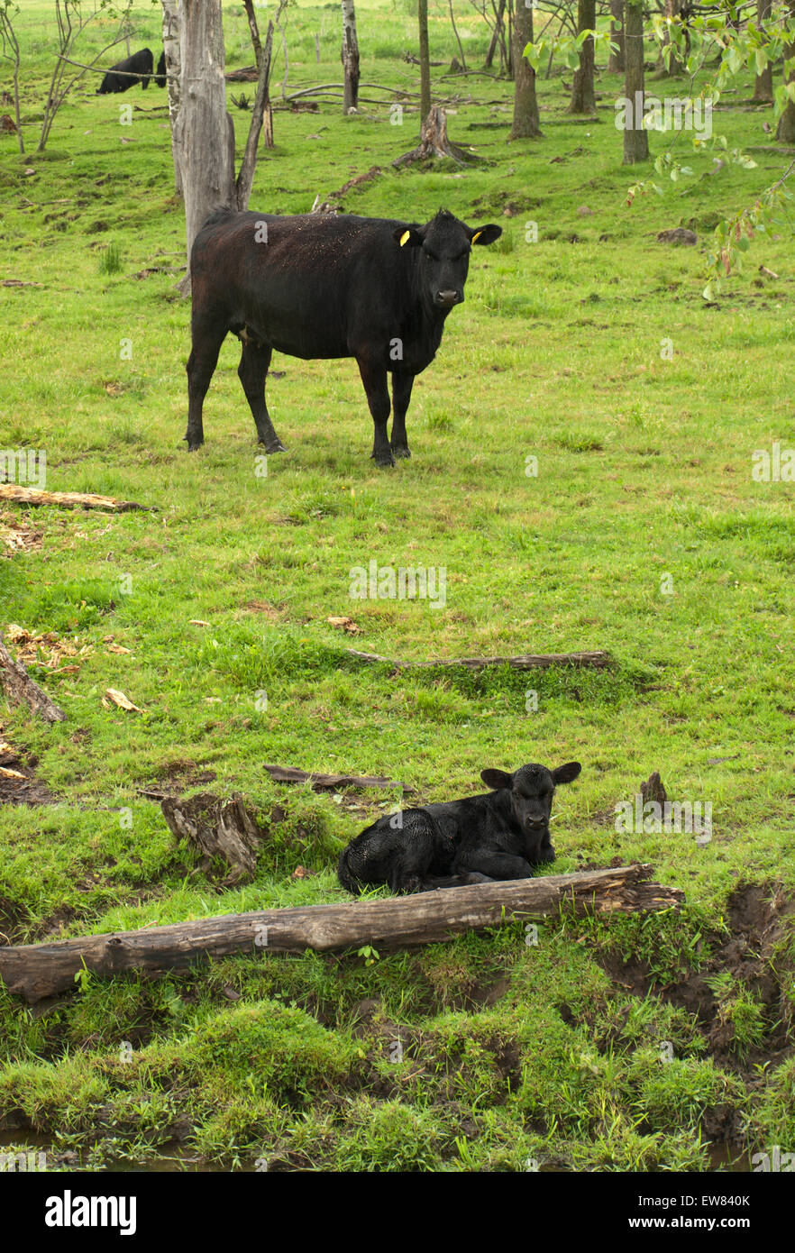 Cow keeping hi-res stock photography and images - Alamy