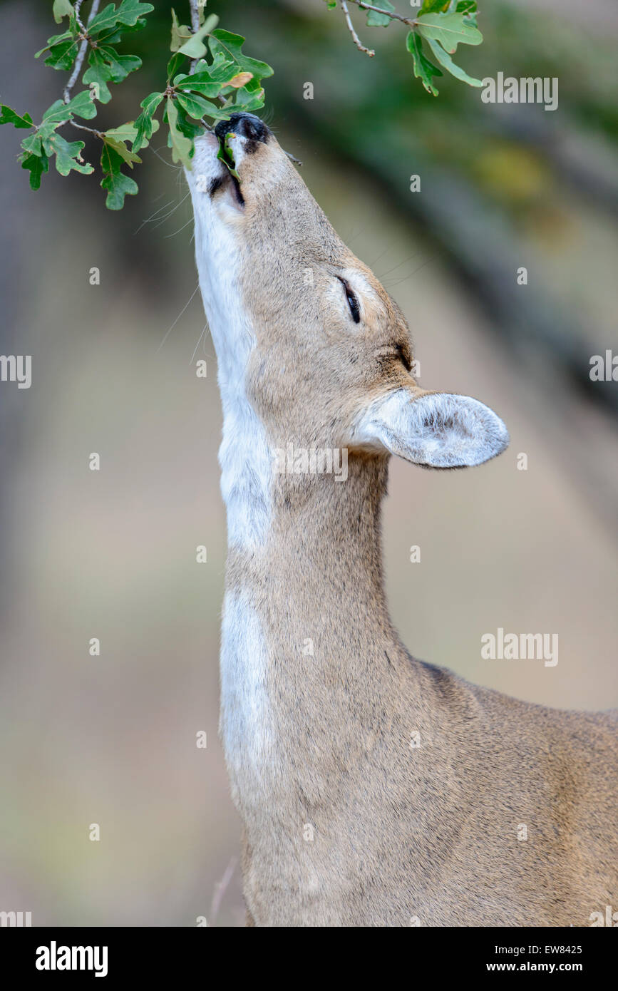A white-tailed doe (Odocoileus virignianus) reaches up to eat leafs off ...