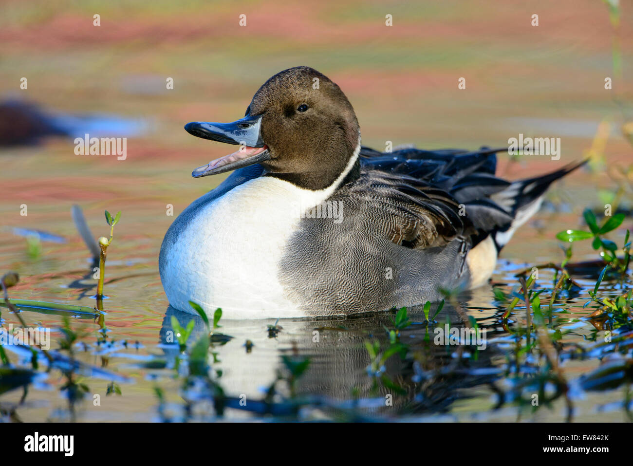 Quacking pintail duck (Anas acuta), White Rock Lake, Dallas, Texas ...