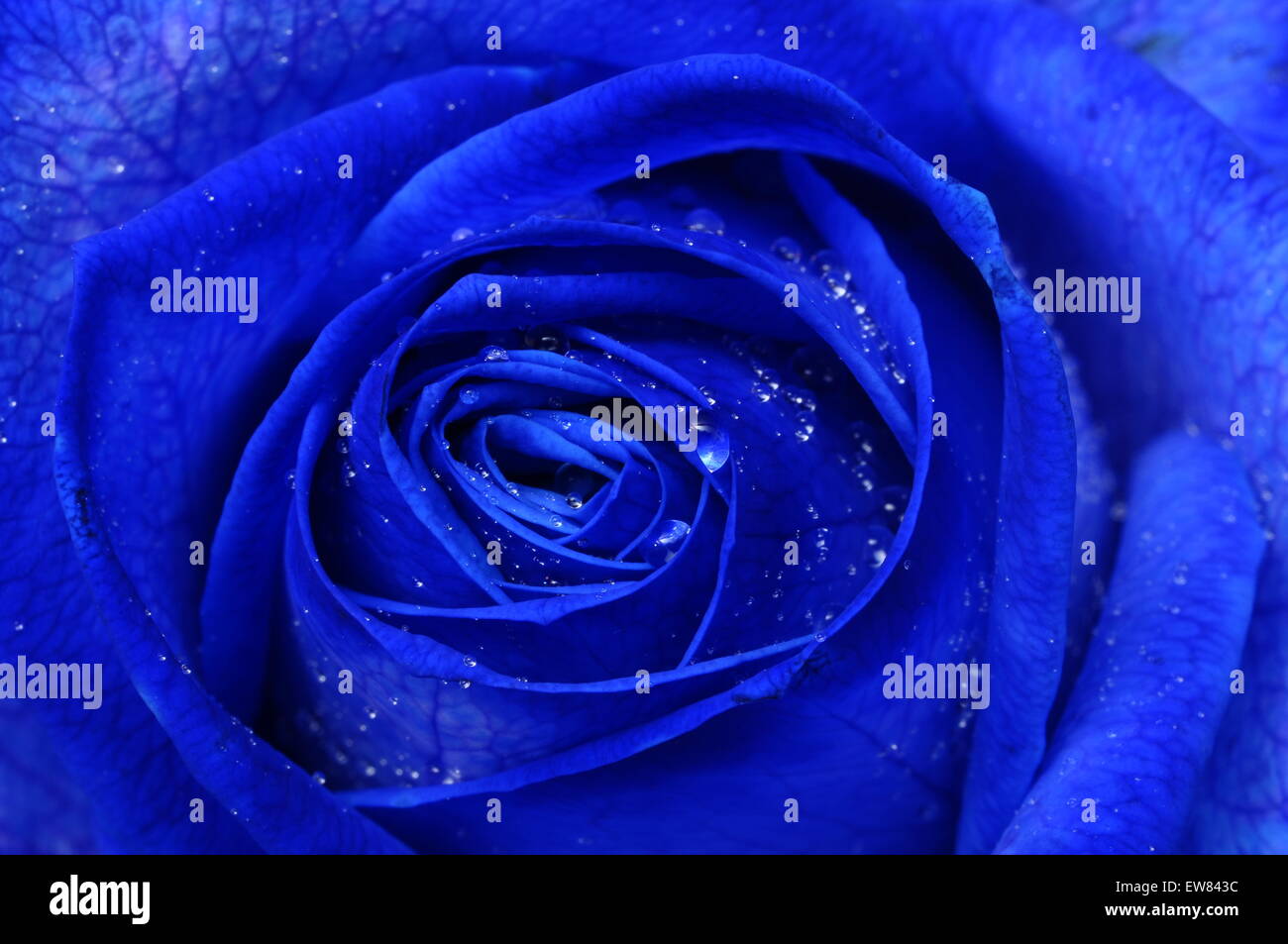 Details and Close up of Blue rose petals Stock Photo - Alamy