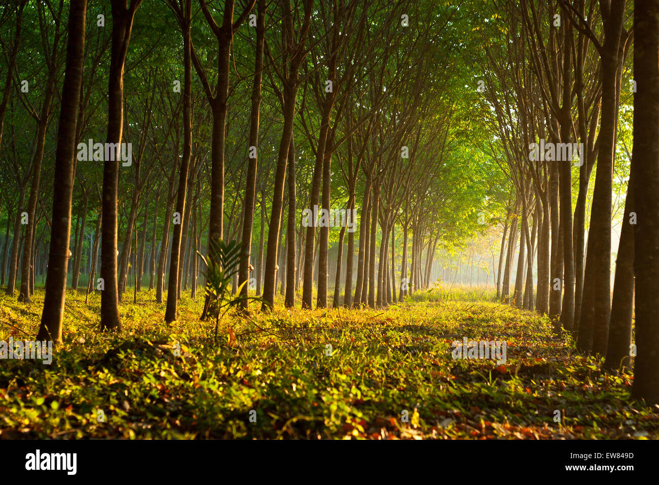 Para rubber tree garden with sunlight, Southern of Thailand Stock Photo ...
