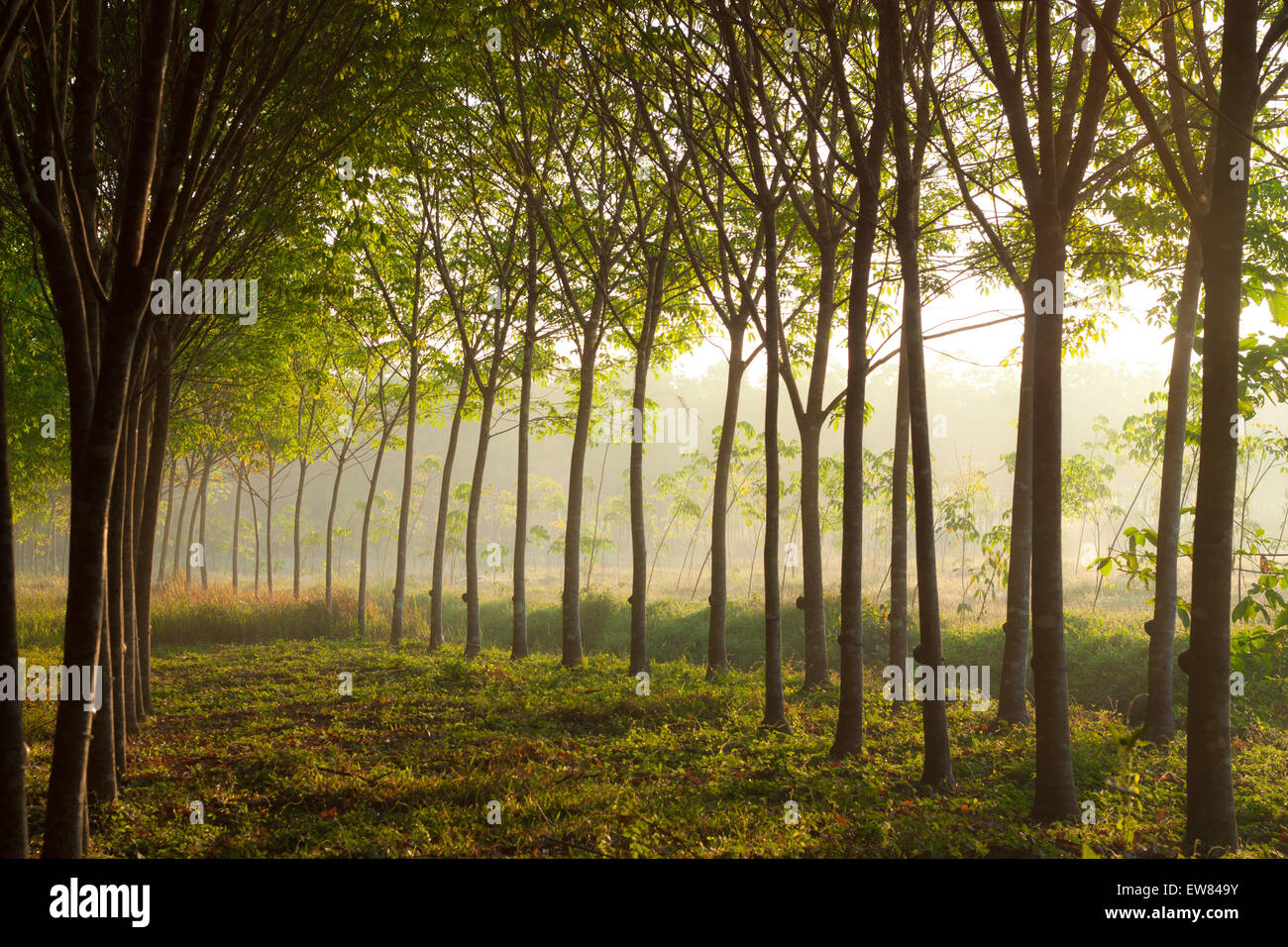 Para rubber tree hi-res stock photography and images - Alamy