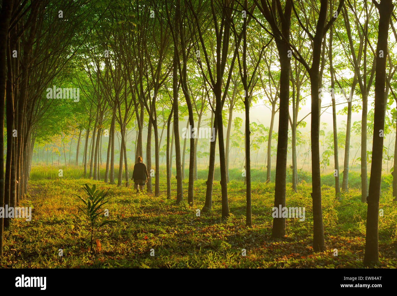 Para rubber tree garden with sunlight, Southern of Thailand Stock Photo ...
