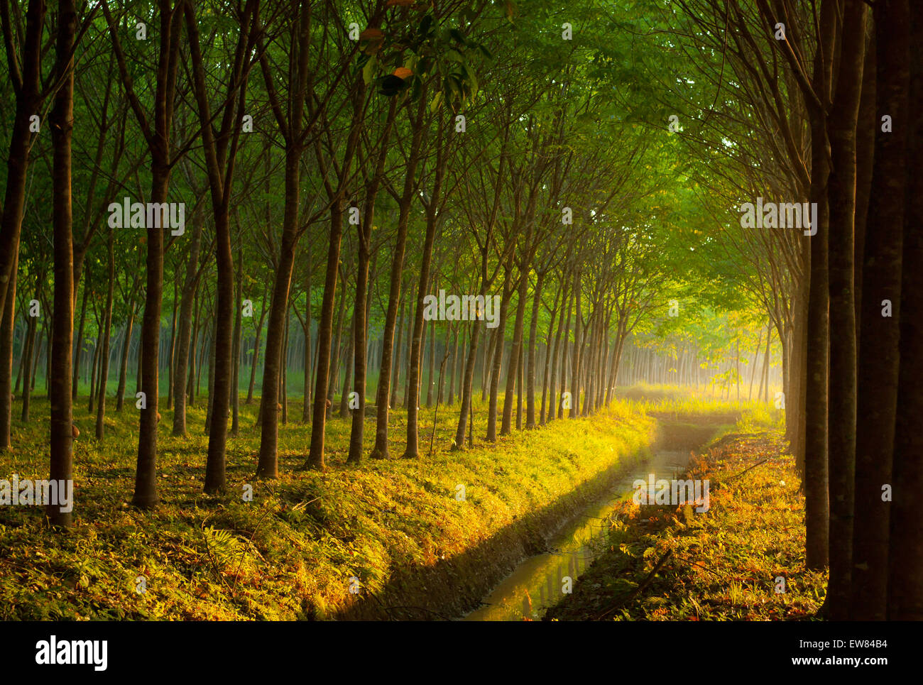 Para rubber tree garden with sunlight for background Stock Photo - Alamy