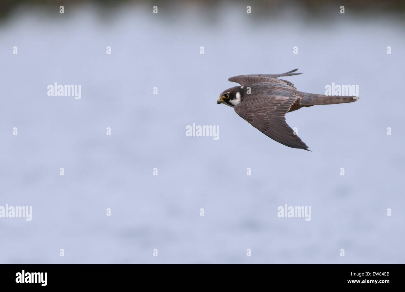 Hobby bird hi-res stock photography and images - Alamy