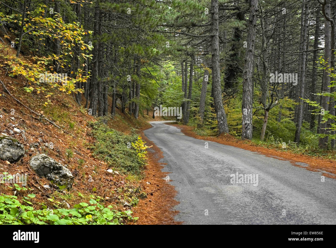 Empty road with fall color hi-res stock photography and images - Alamy