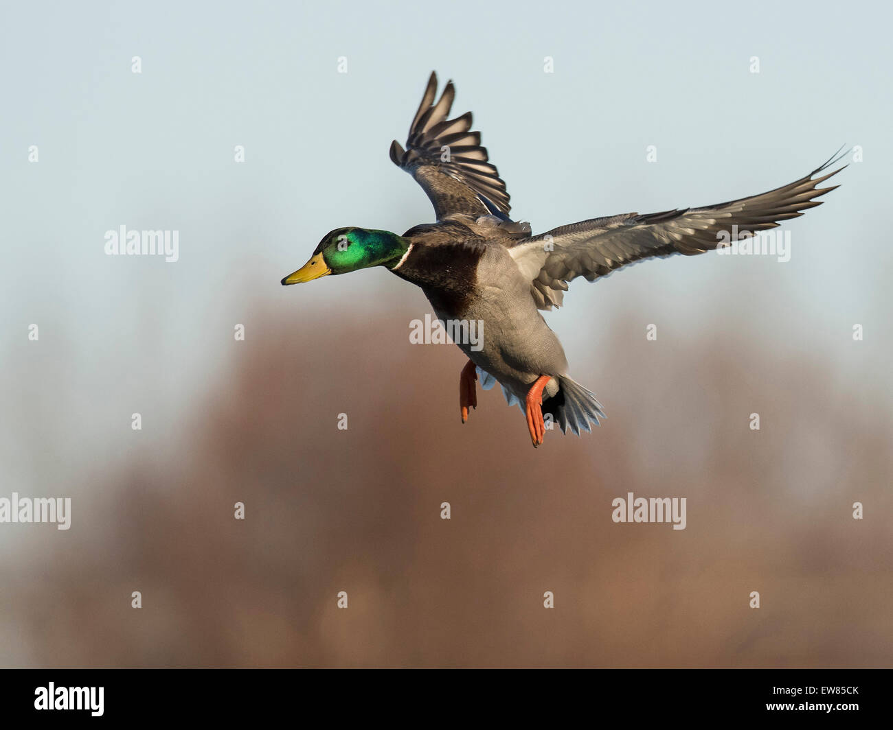 Flying Drake Mallard Stock Photo - Alamy