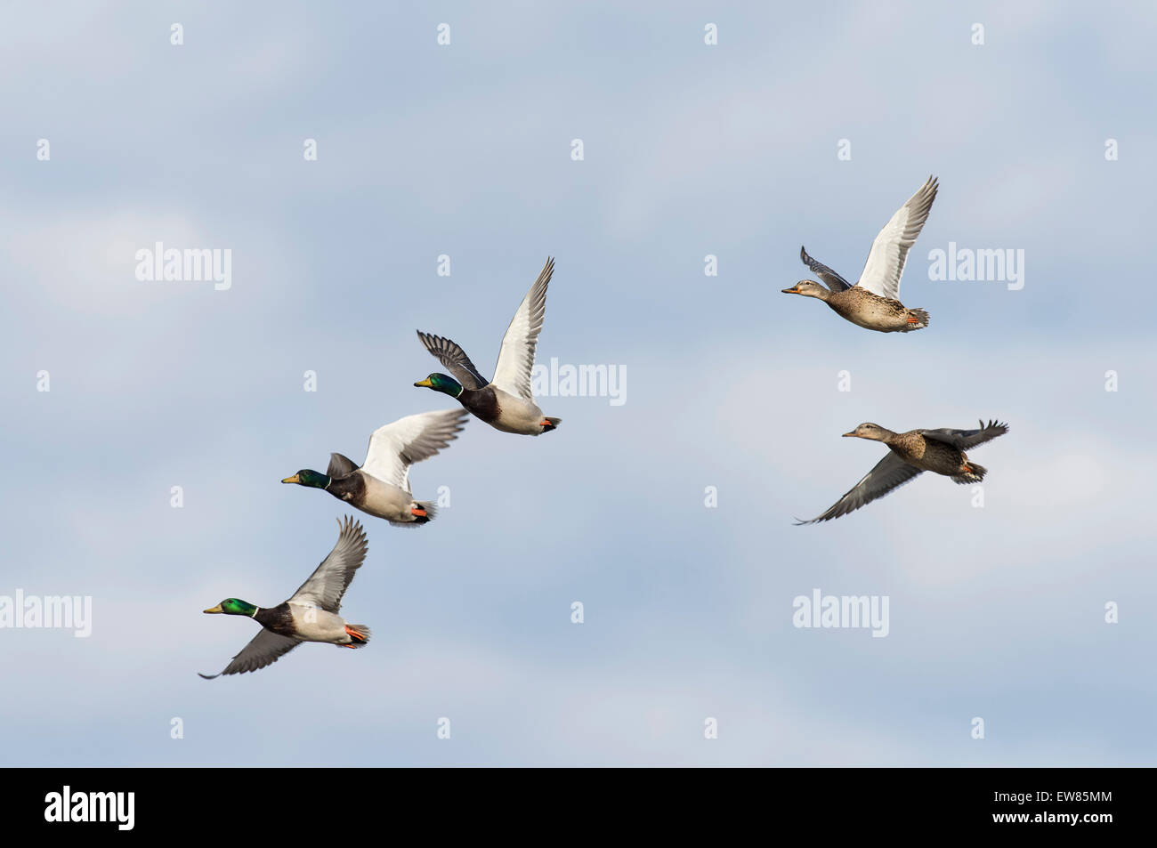 A flying flock of Mallard Ducks Stock Photo - Alamy