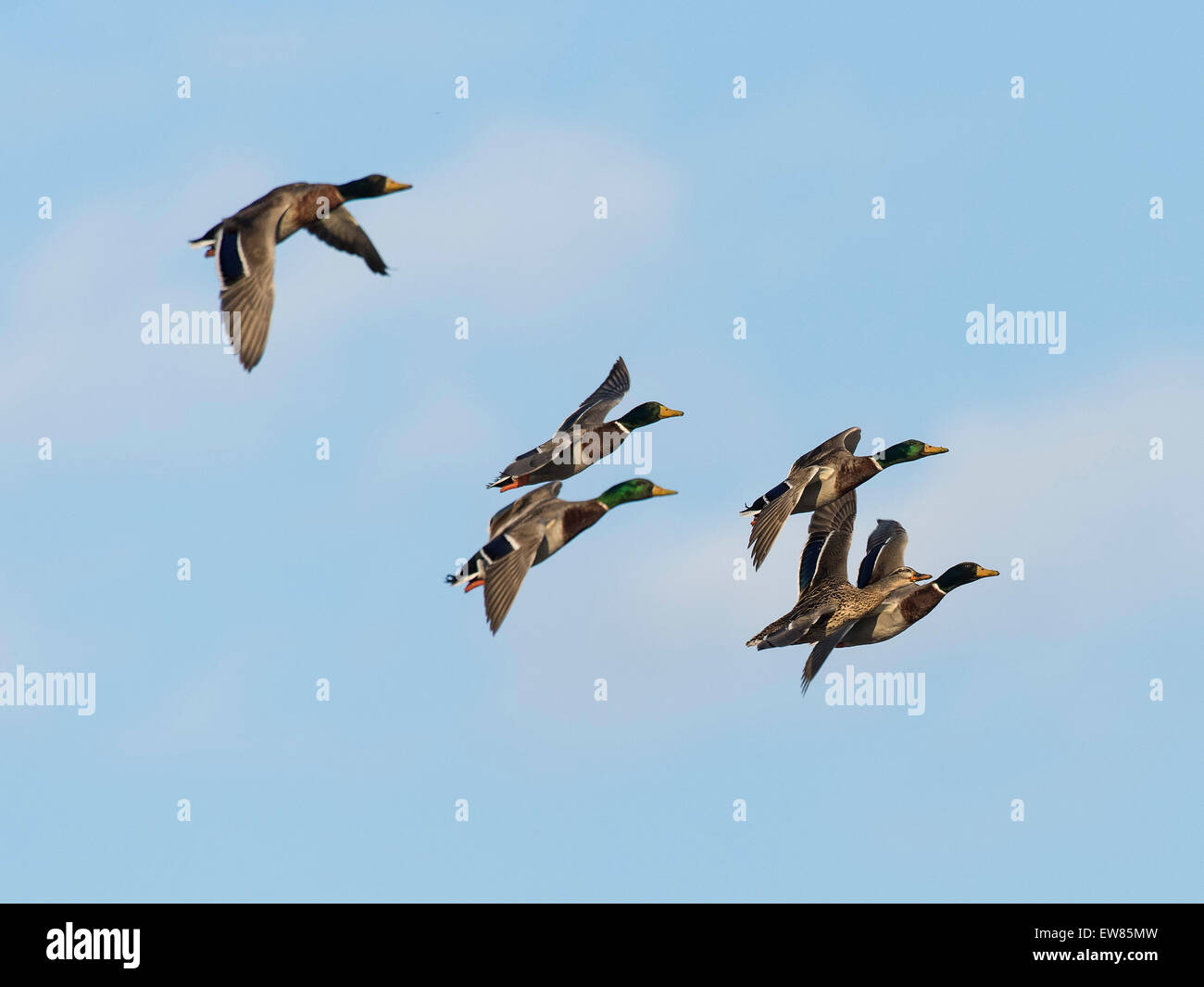 Mallard Duck Flying High Resolution Stock Photography and Images - Alamy