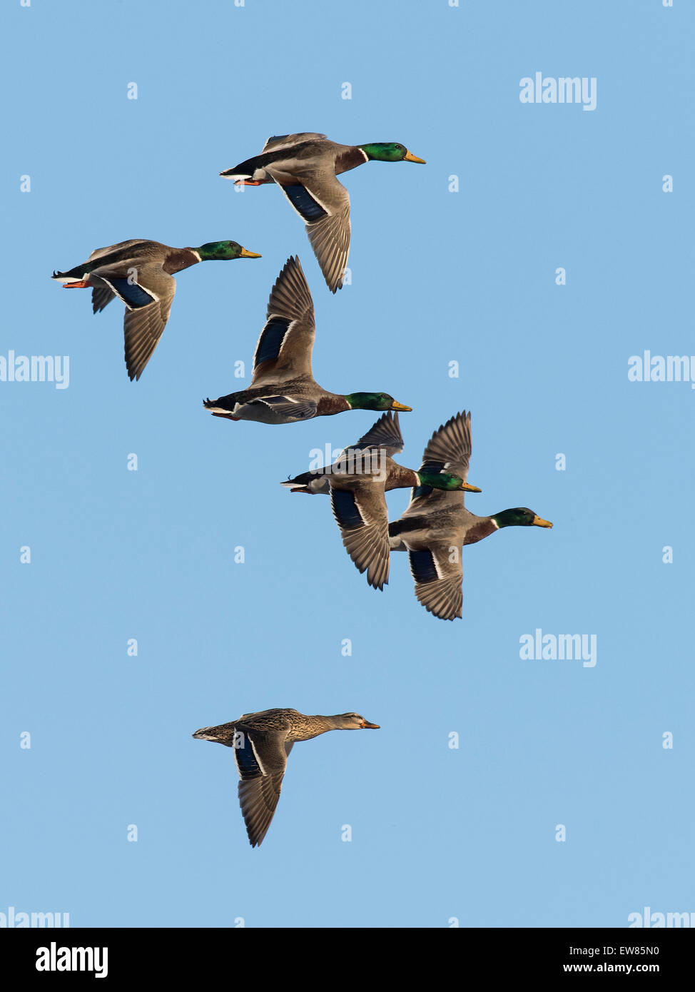 Flock Of Mallard Duck Flying