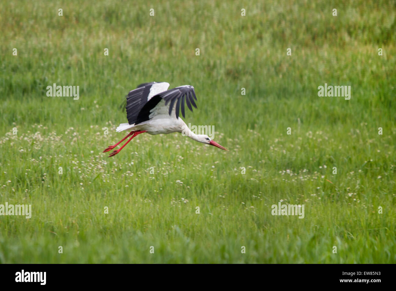 View of a white stork bird in plain flight in Alentejo, Portugal Stock ...