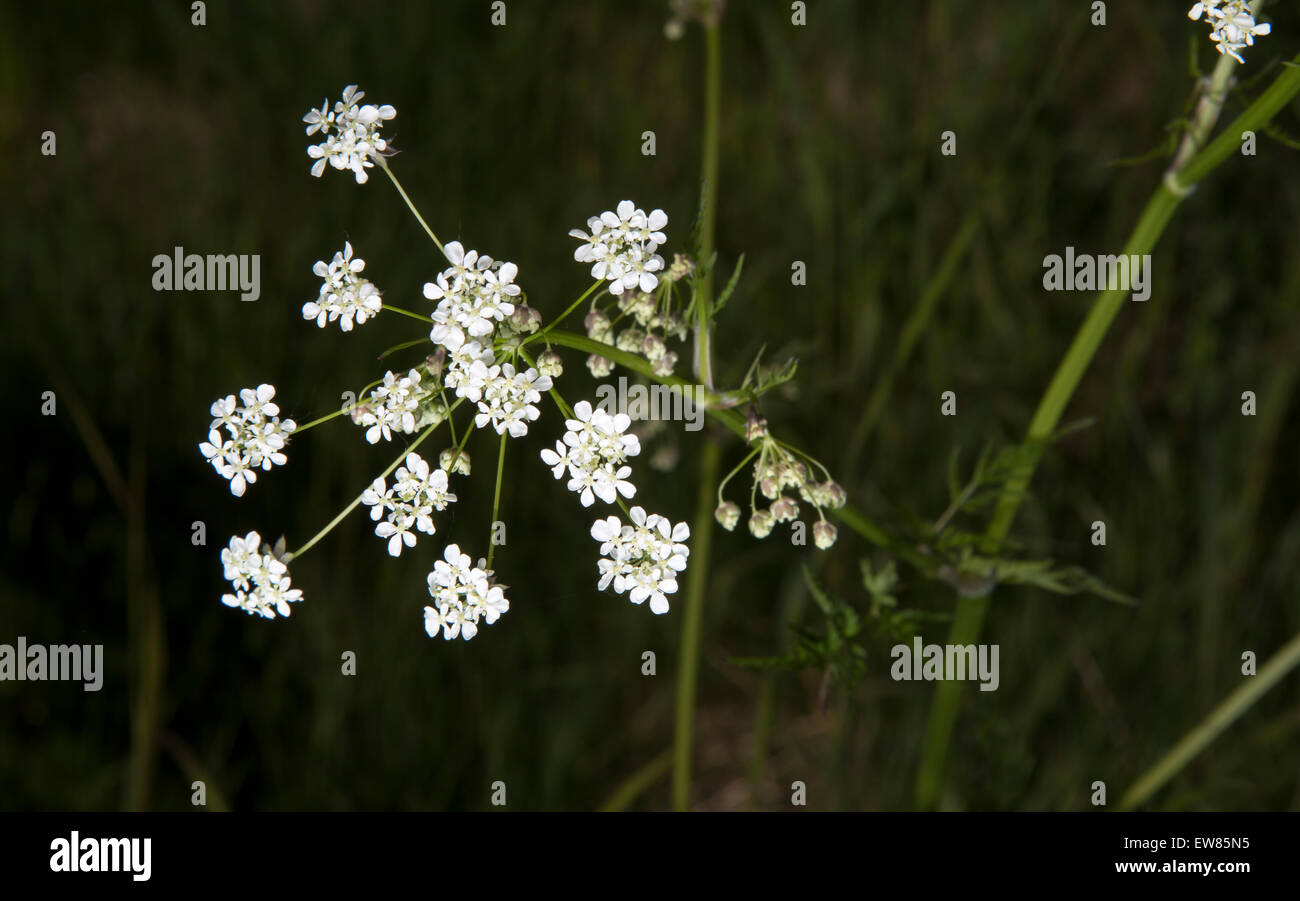 Cow Parsley Flower Close Up High Resolution Stock Photography and ...