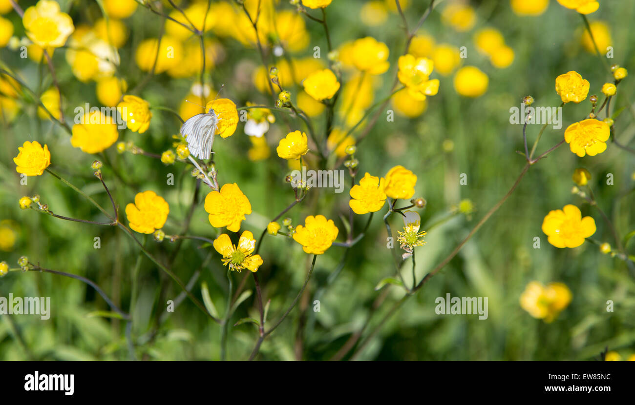 Buttercup Flower Stock Photos & Buttercup Flower Stock Images - Alamy